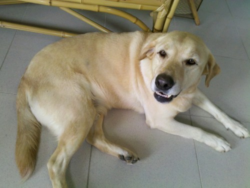 Labradinger Amarelo Labrador Retriever: Conheça Mais Sobre A Raça Na